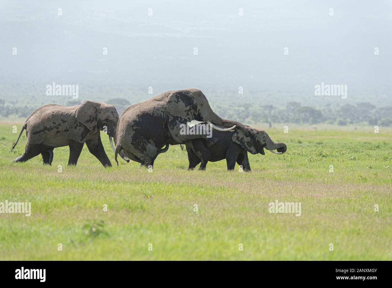 Bull Elephants Breeding | Elephant Mating For The First Time – GCZNU