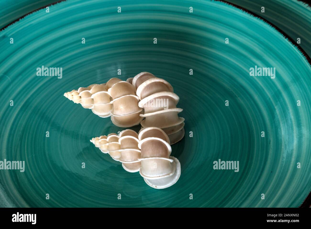 Precious wentletrap epitonium scalare hi-res stock photography and ...