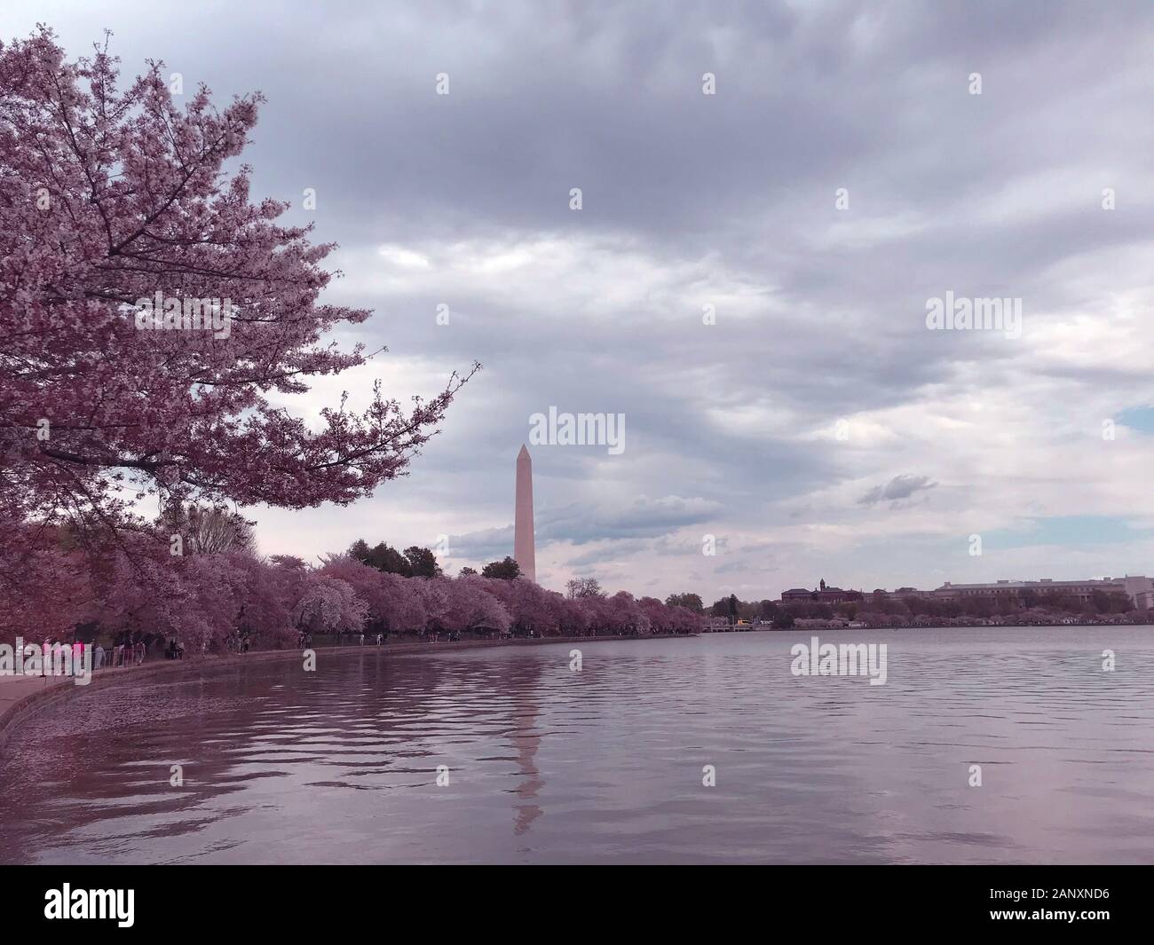 Washington DC cherry blossom - Photo Stock Photo - Alamy