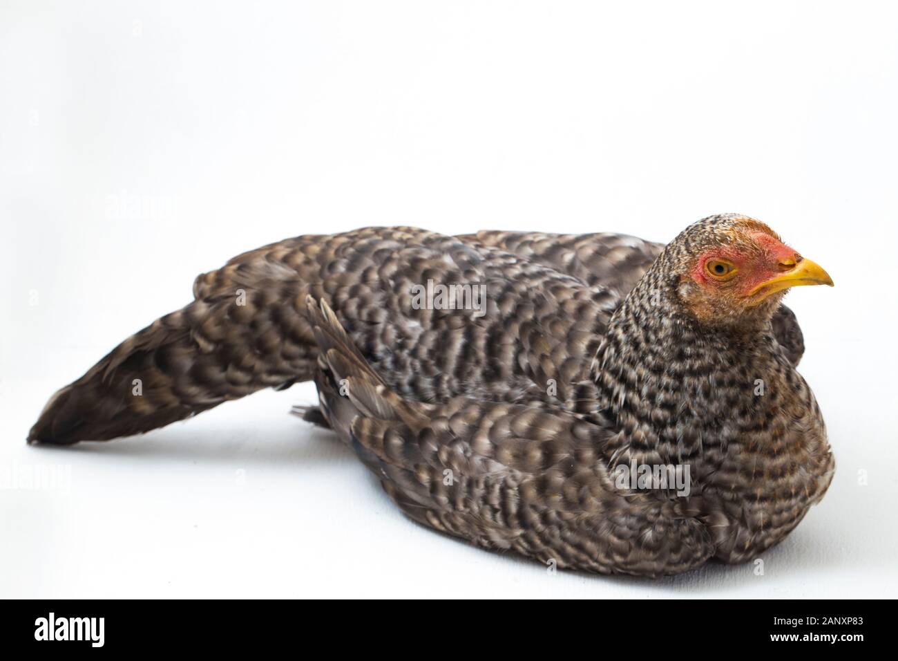 The Hen Ayam Kampong or Kampung is the chicken breed reported from ...