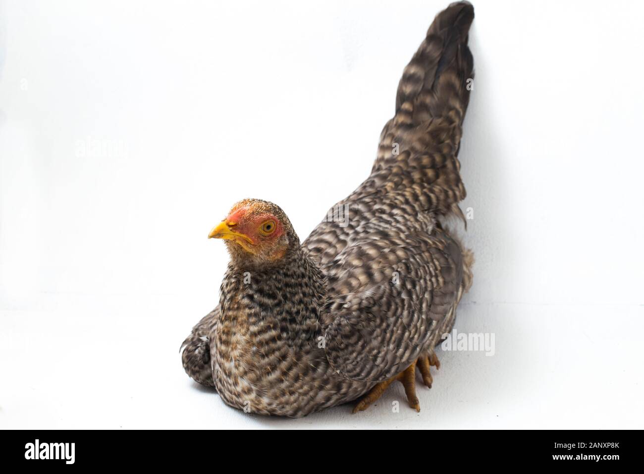 The Hen Ayam Kampong or Kampung is the chicken breed reported from ...