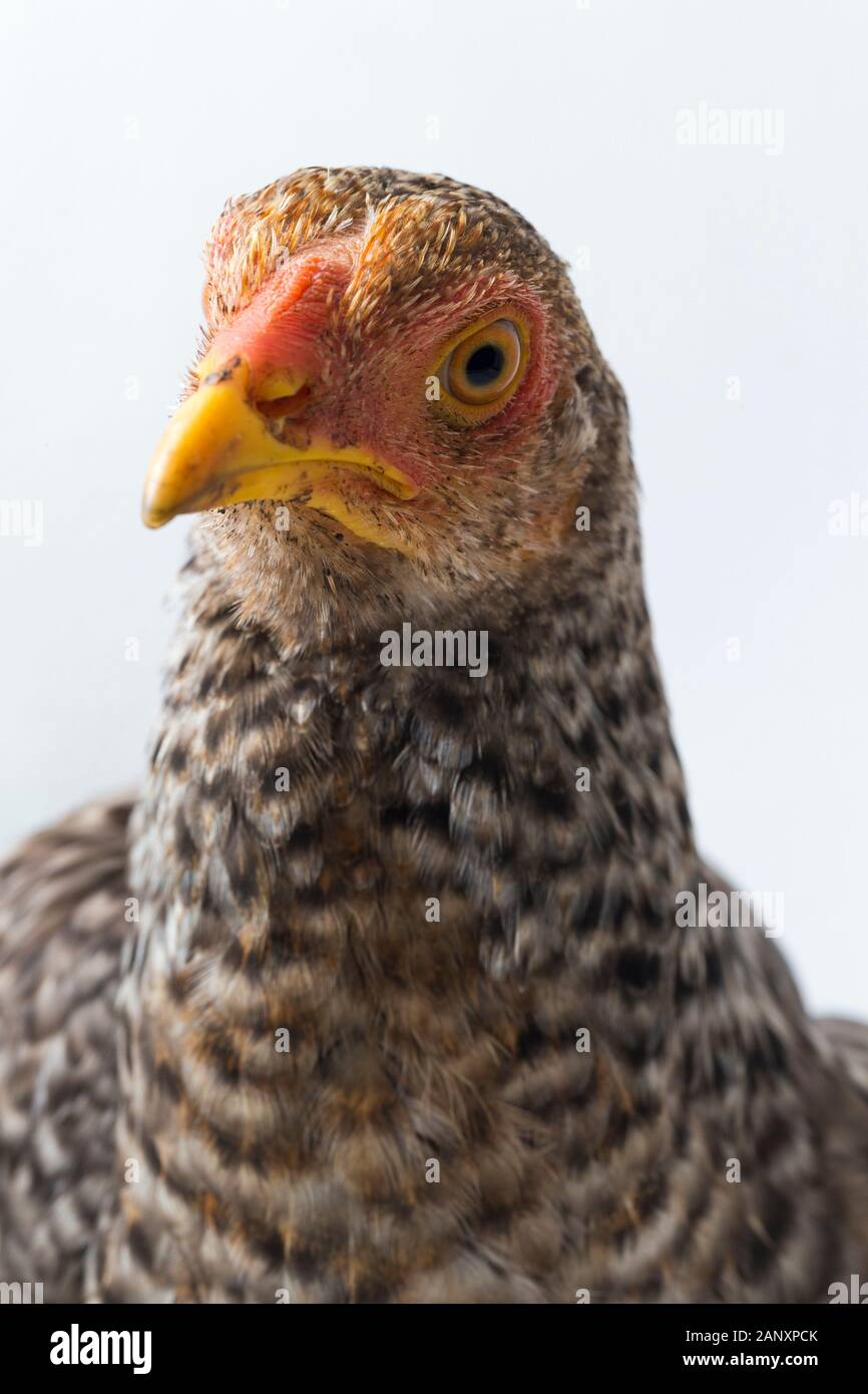 The Hen Ayam Kampong or Kampung is the chicken breed reported from ...