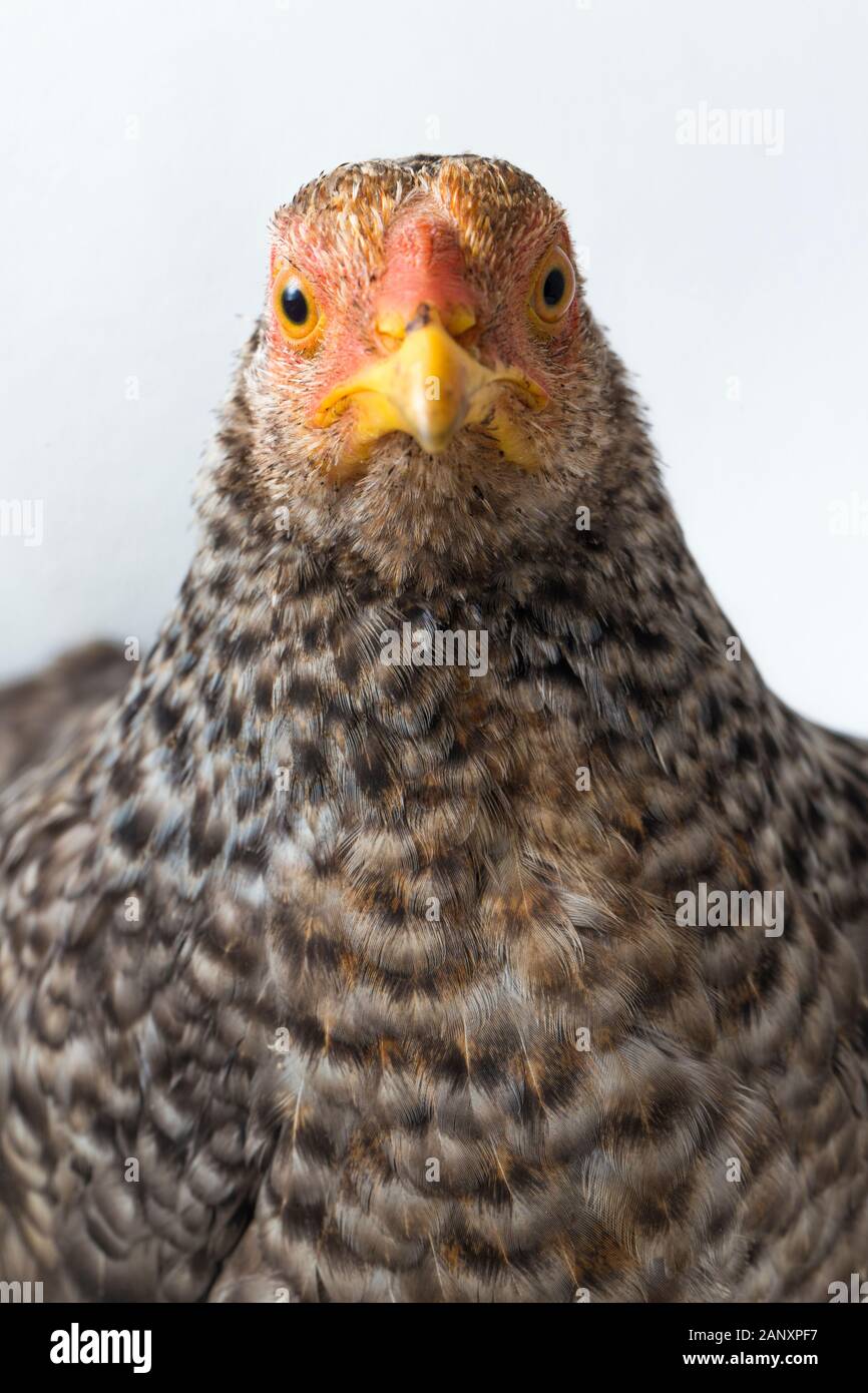 The Hen Ayam Kampong or Kampung is the chicken breed reported from ...