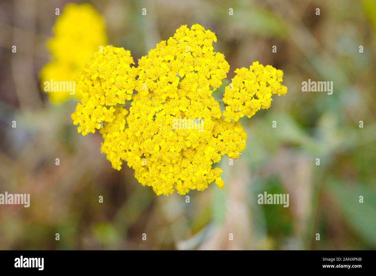yellow yarrow. Achillea millefolium. it is used as an alternative drug ...