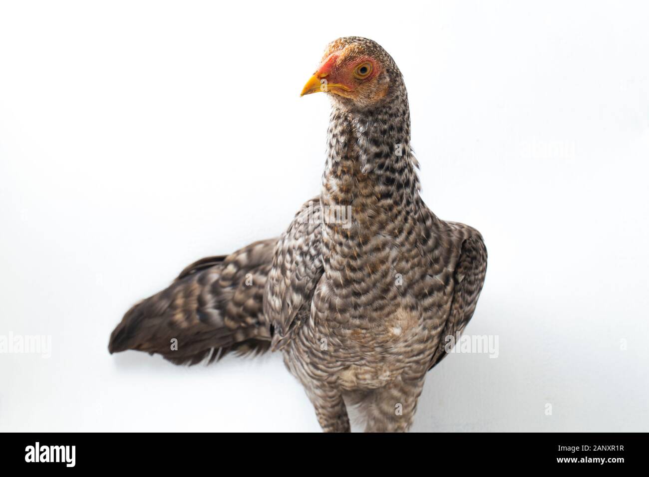 The Hen Ayam Kampong or Kampung is the chicken breed reported from ...