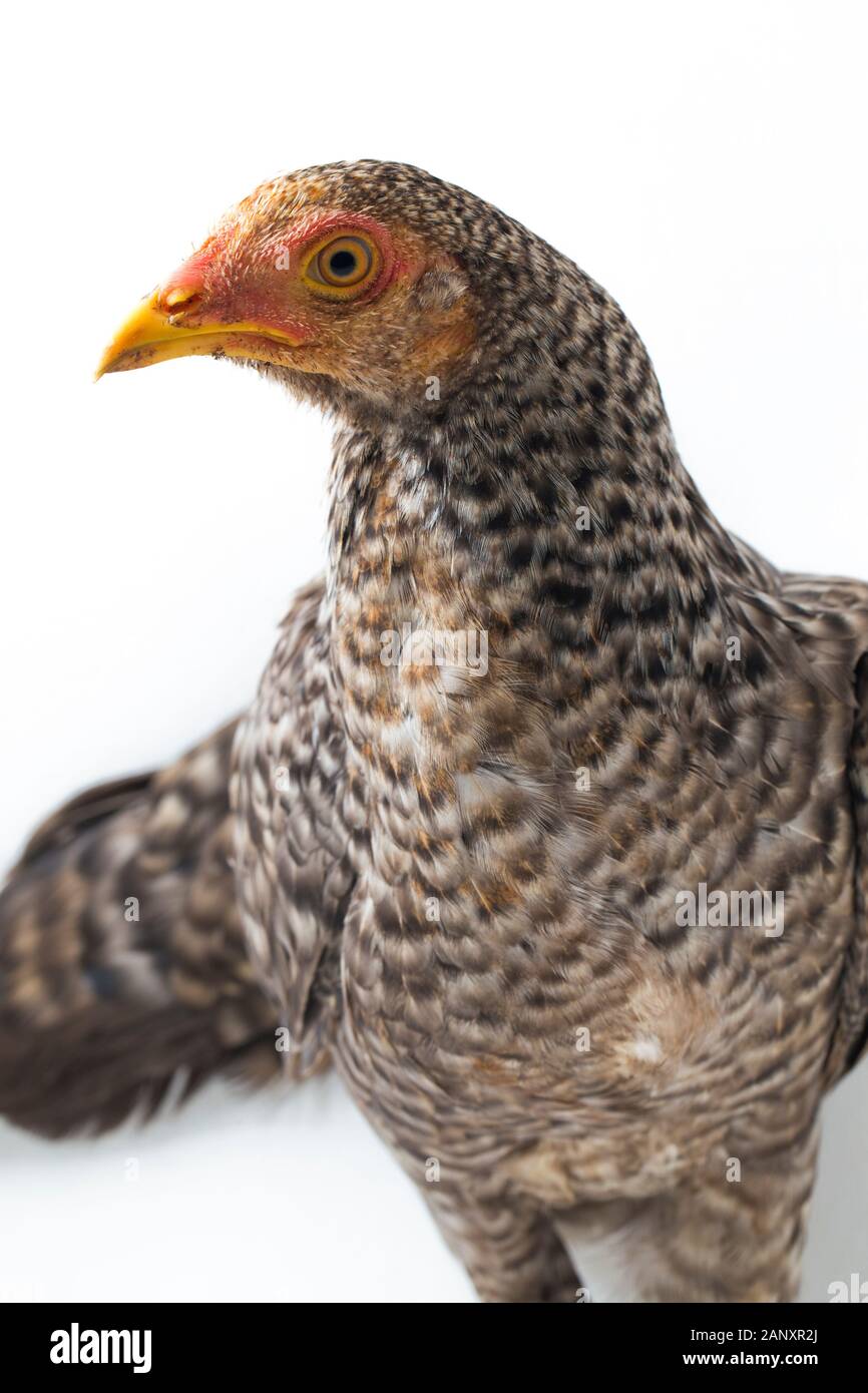 The Hen Ayam Kampong or Kampung is the chicken breed reported from ...
