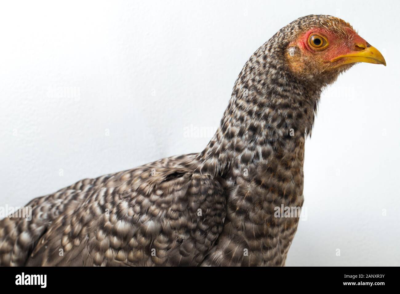 The Hen Ayam Kampong or Kampung is the chicken breed reported from ...