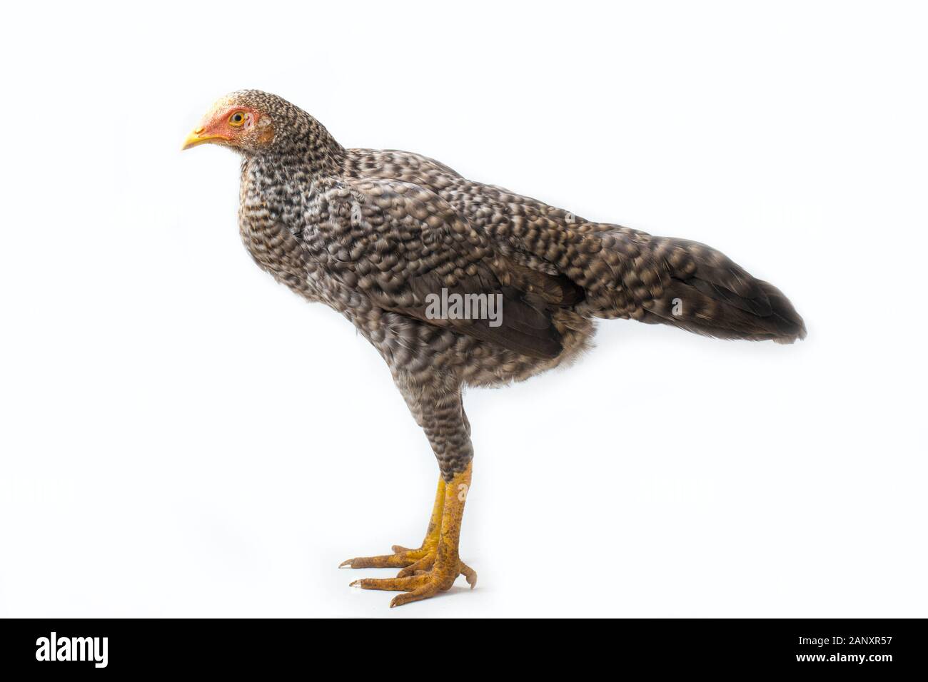 The Hen Ayam Kampong or Kampung is the chicken breed reported from ...