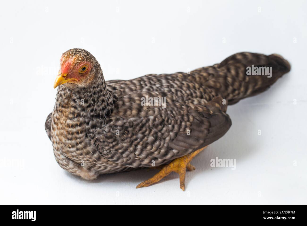 The Hen Ayam Kampong or Kampung is the chicken breed reported from ...