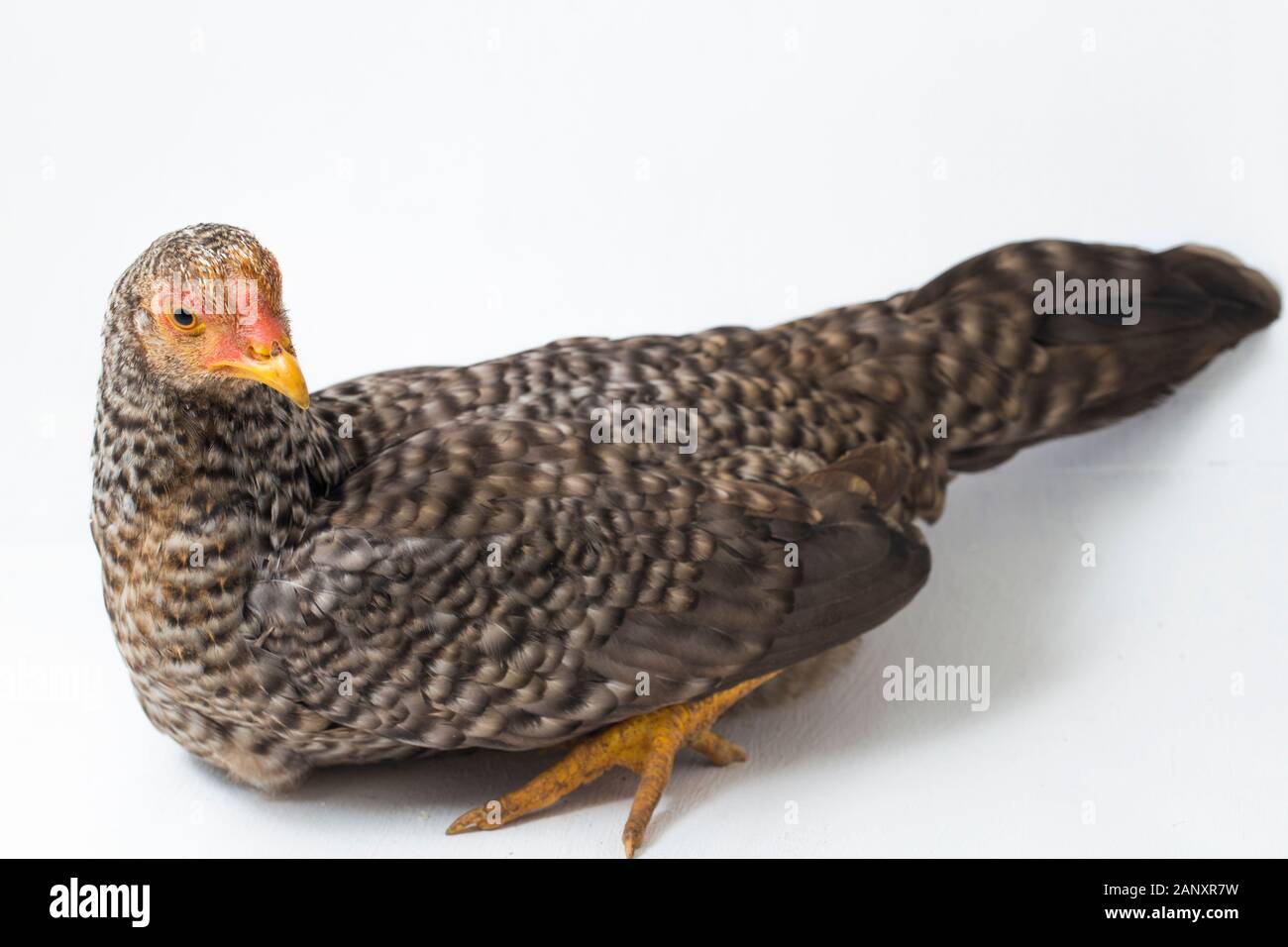 The Hen Ayam Kampong or Kampung is the chicken breed reported from ...