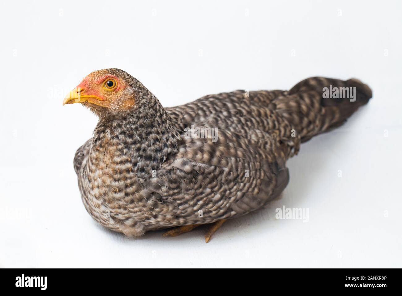 The Hen Ayam Kampong or Kampung is the chicken breed reported from ...