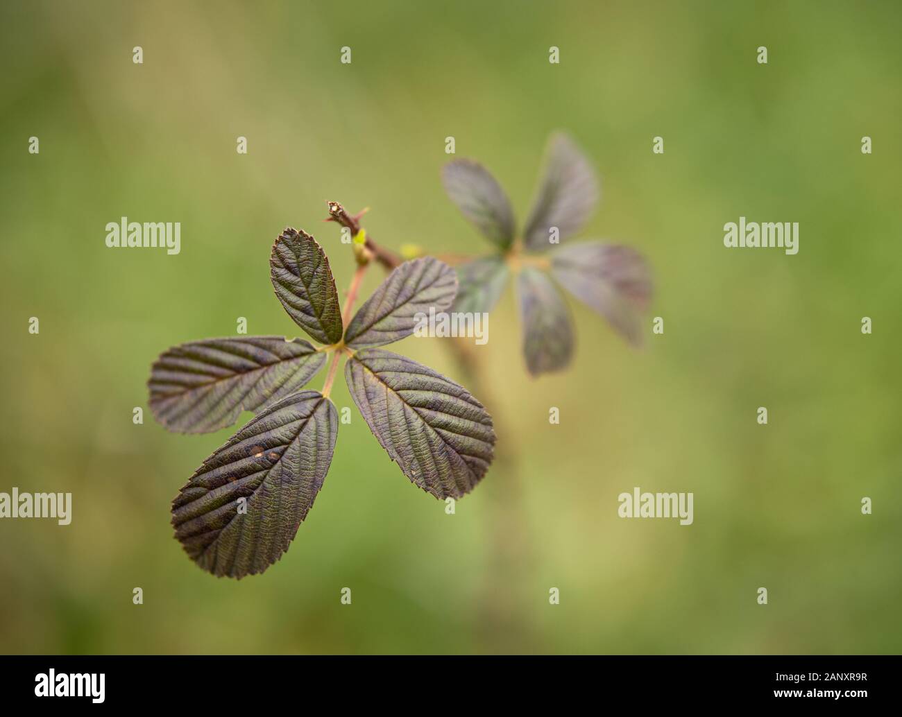 Rubus argutus hi-res stock photography and images - Alamy