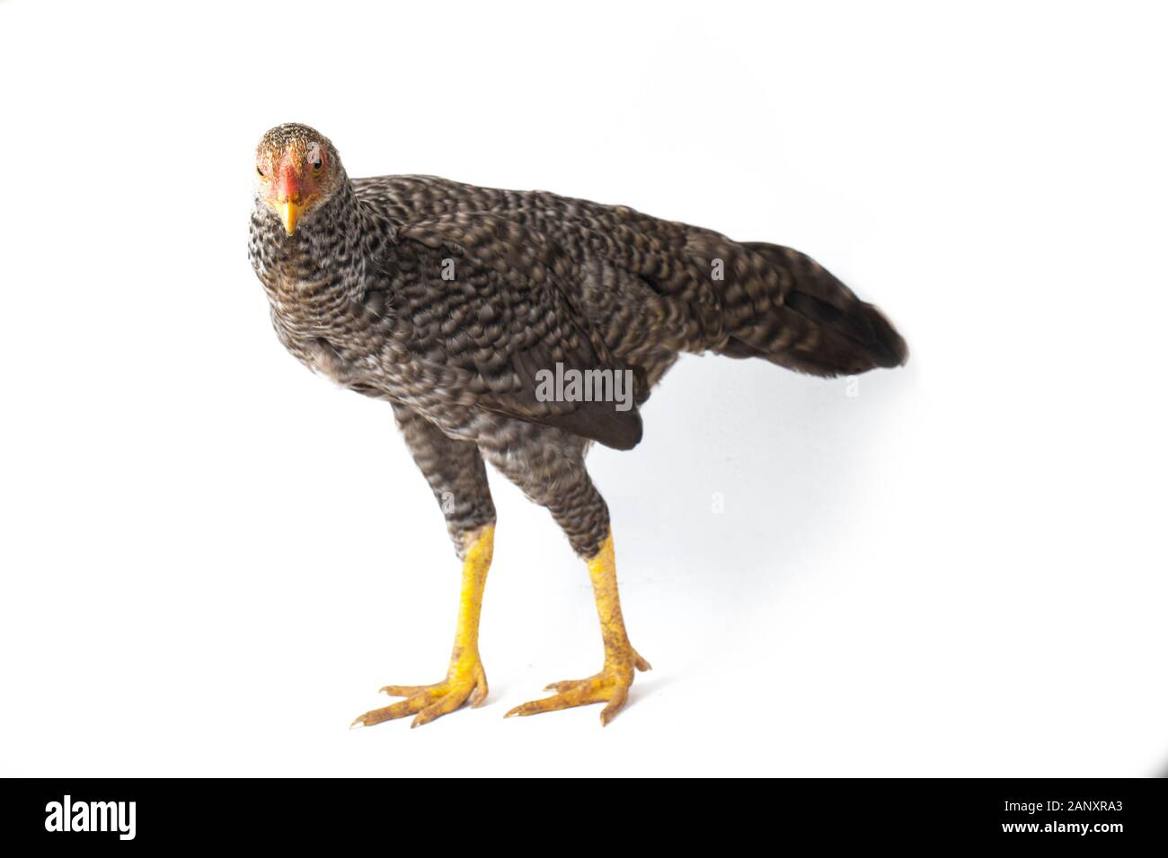 The Hen Ayam Kampong or Kampung is the chicken breed reported from ...