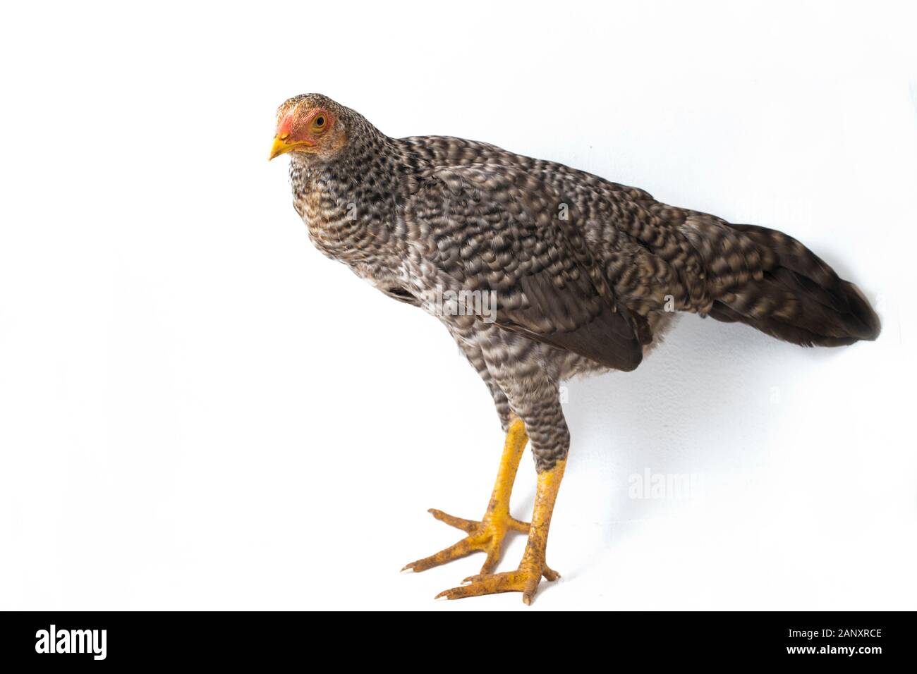 The Hen Ayam Kampong or Kampung is the chicken breed reported from ...