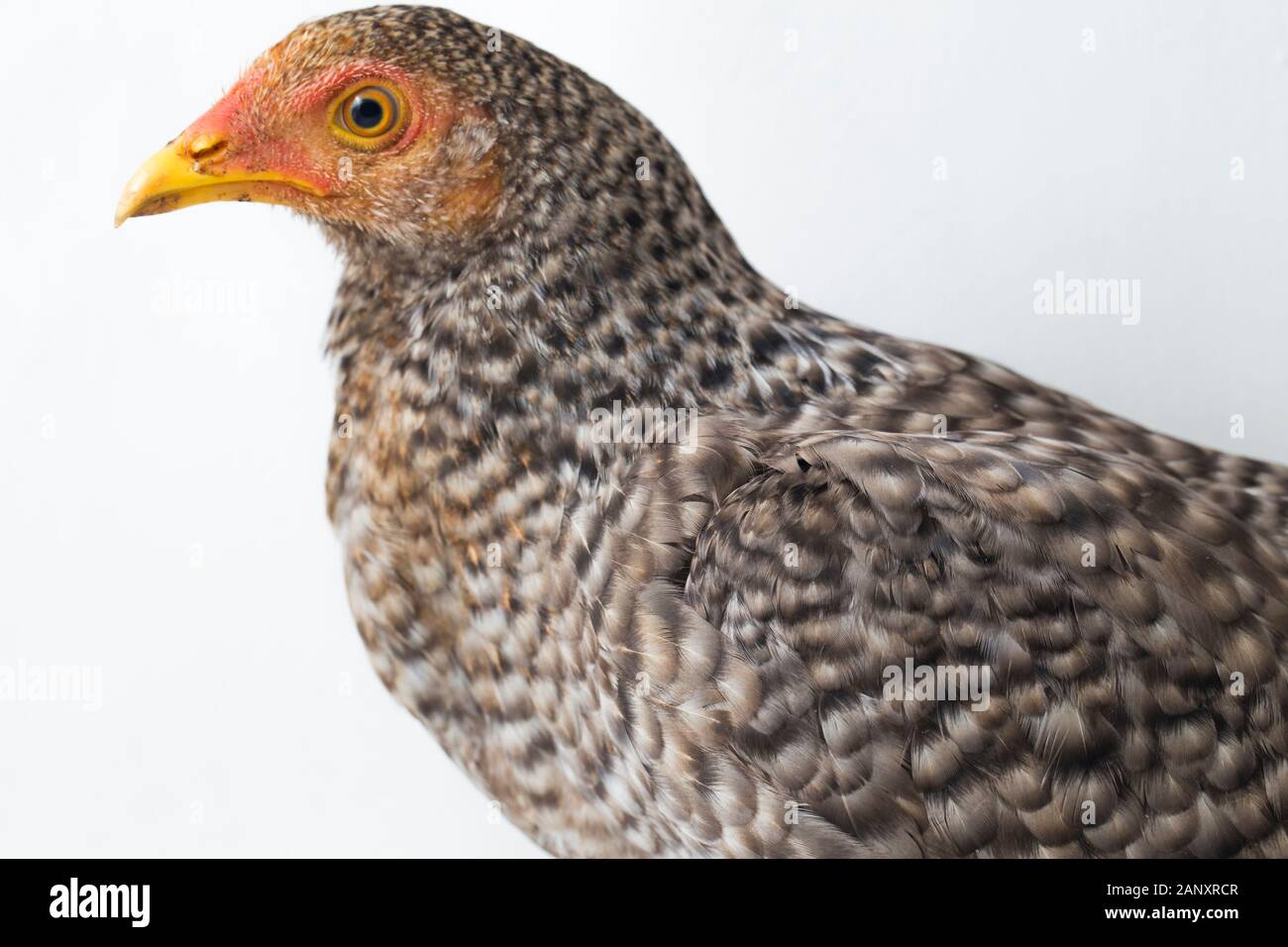 The Hen Ayam Kampong or Kampung is the chicken breed reported from ...