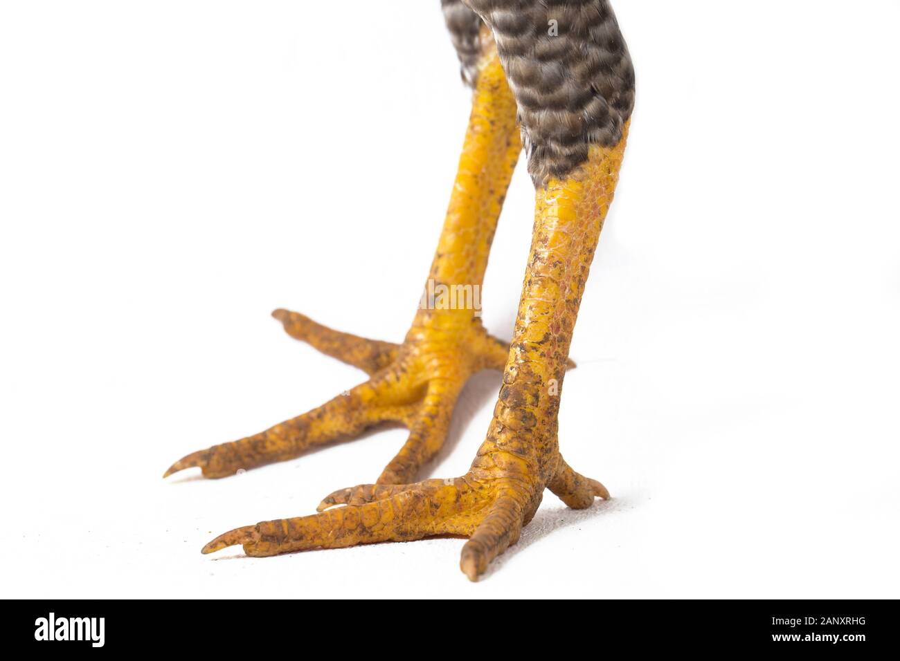 The Hen Ayam Kampong or Kampung is the chicken breed reported from ...