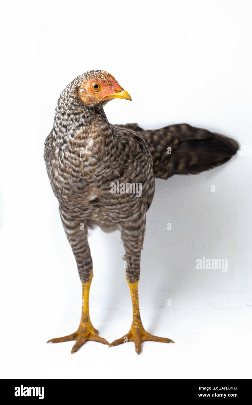 The Hen Ayam Kampong or Kampung is the chicken breed reported from ...