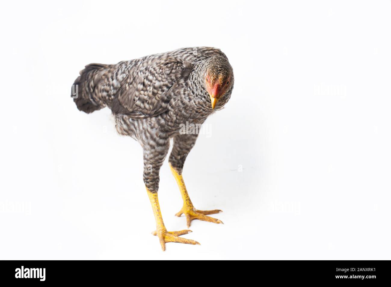 The Hen Ayam Kampong or Kampung is the chicken breed reported from ...