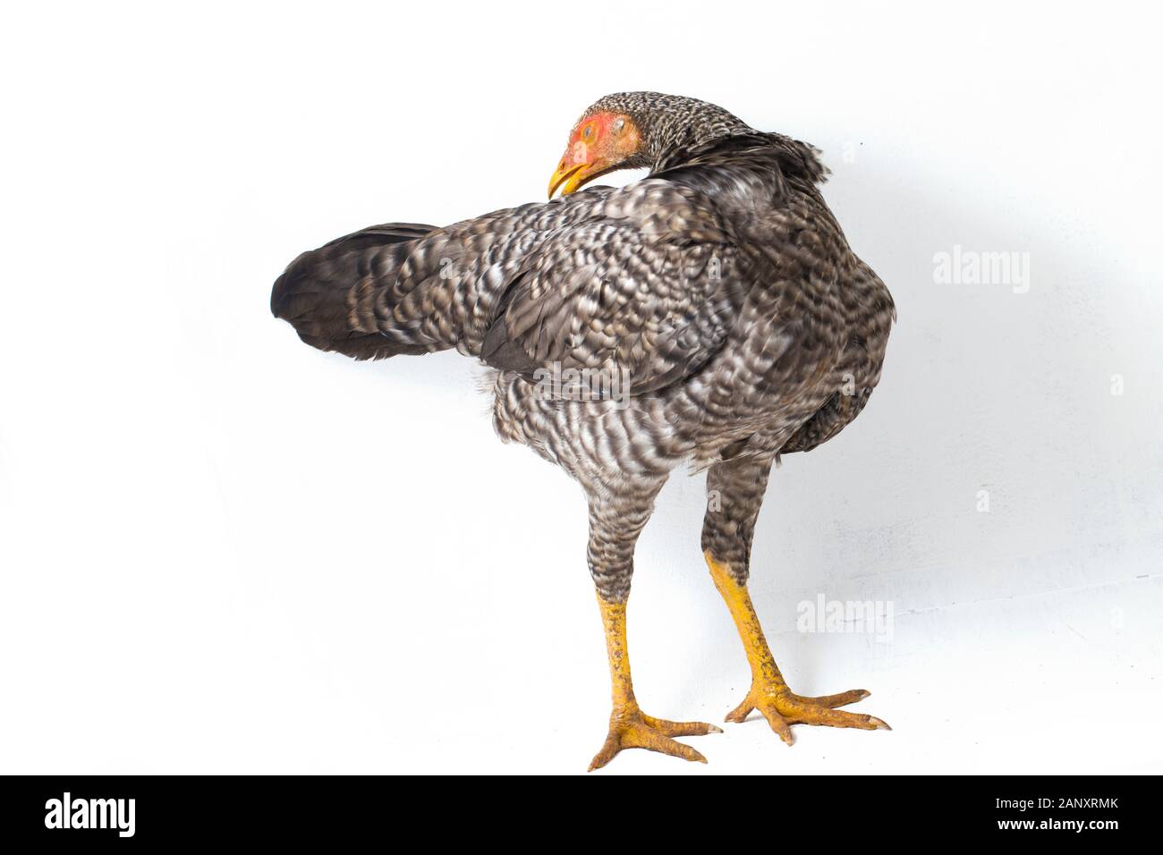 The Hen Ayam Kampong or Kampung is the chicken breed reported from ...