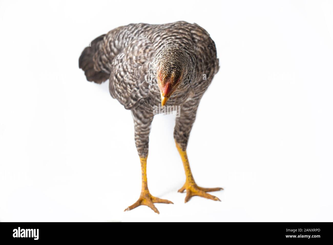 The Hen Ayam Kampong or Kampung is the chicken breed reported from ...