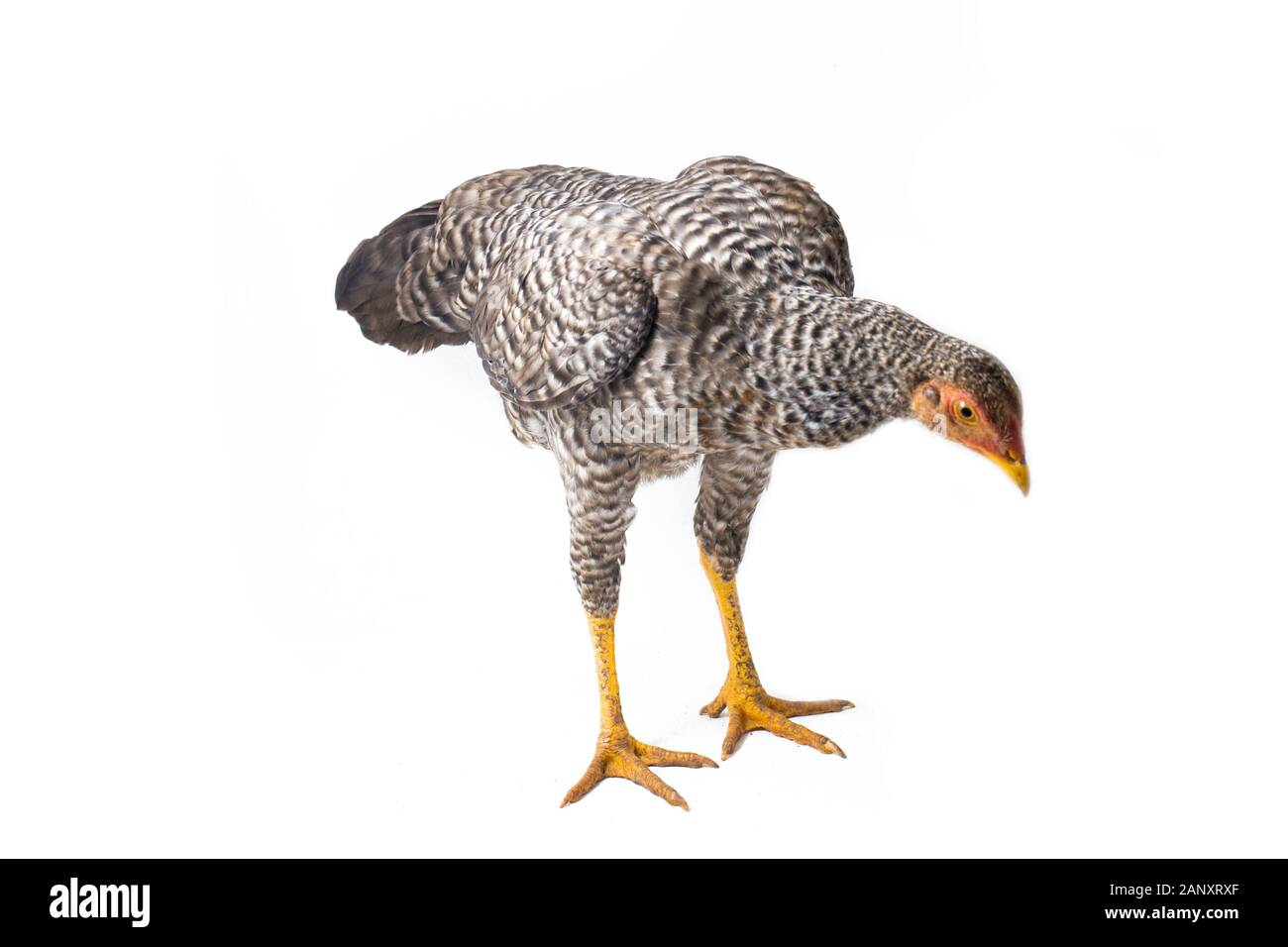 The Hen Ayam Kampong or Kampung is the chicken breed reported from ...