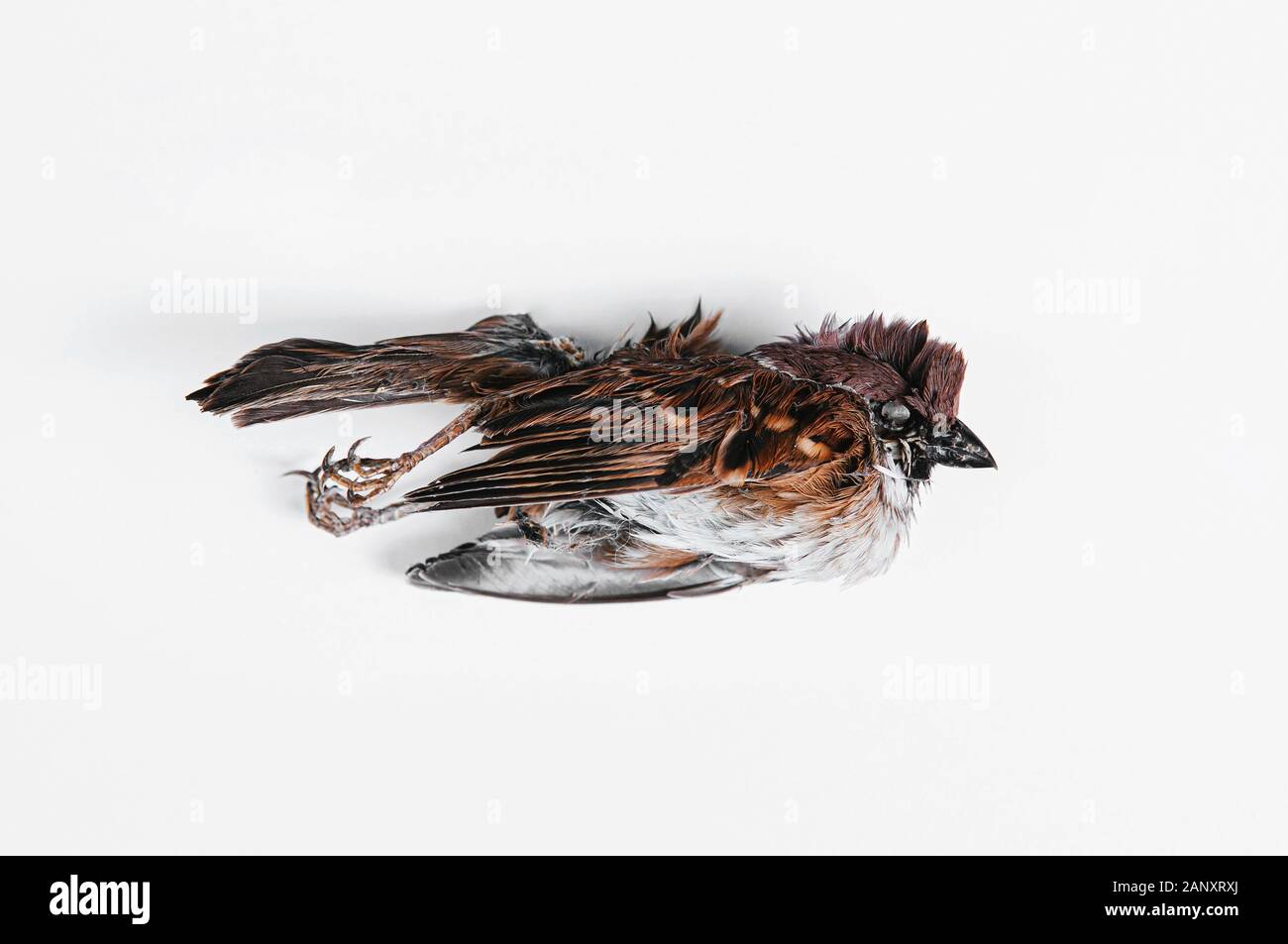 Sparrow Skull