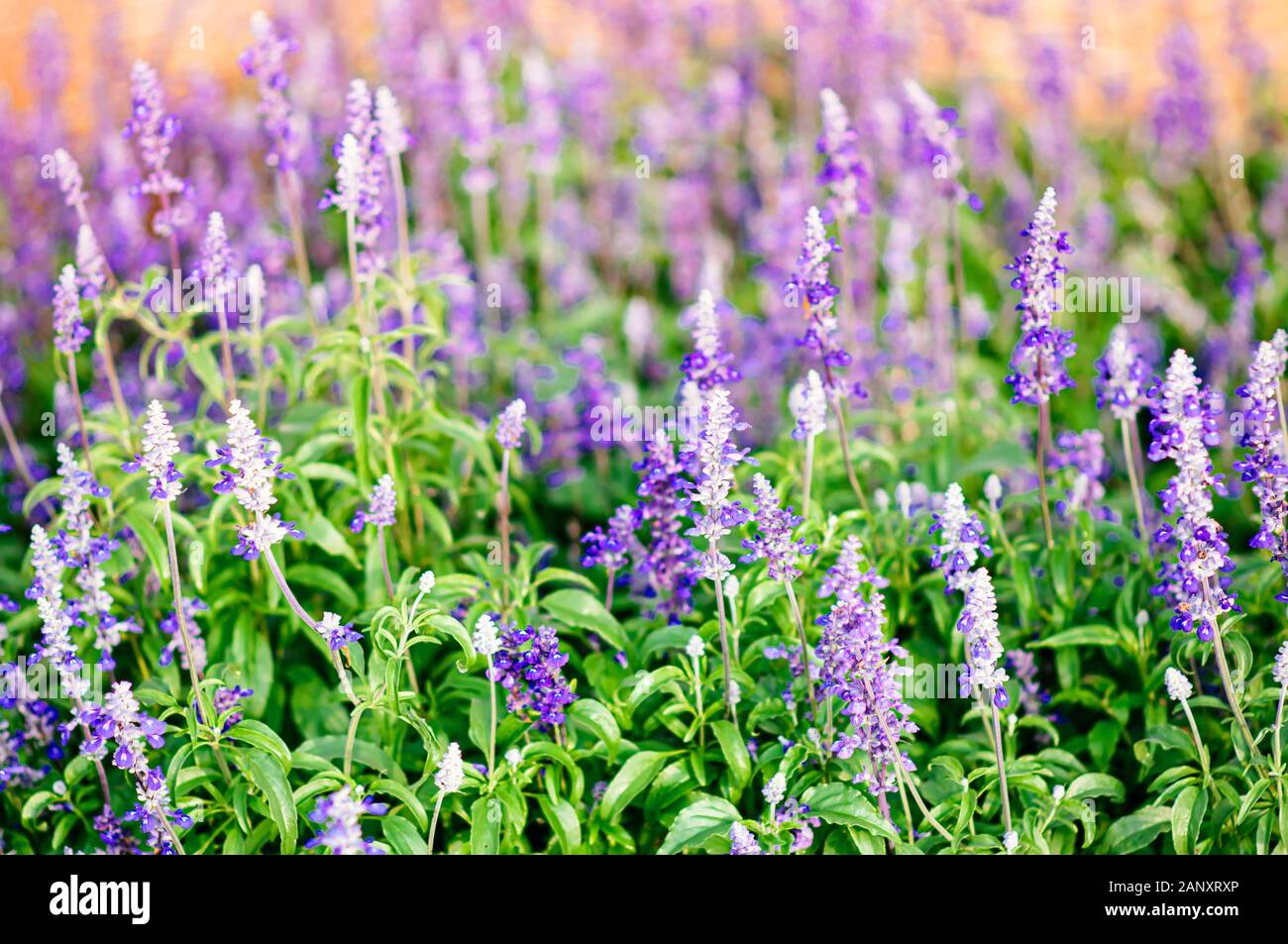 Lavender purple pistil flower hi-res stock photography and images - Alamy