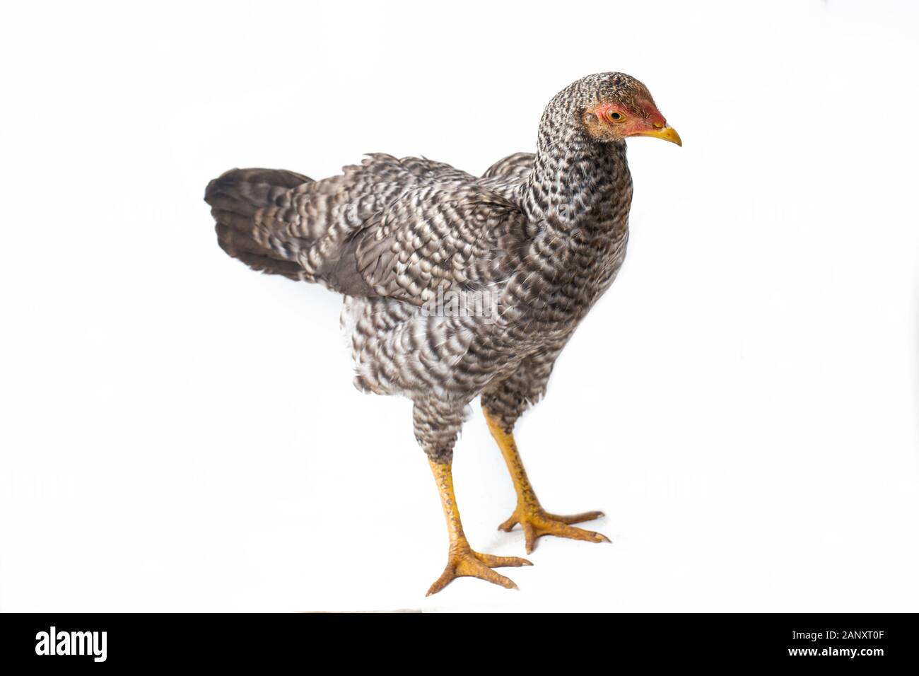 The Hen Ayam Kampong or Kampung is the chicken breed reported from ...