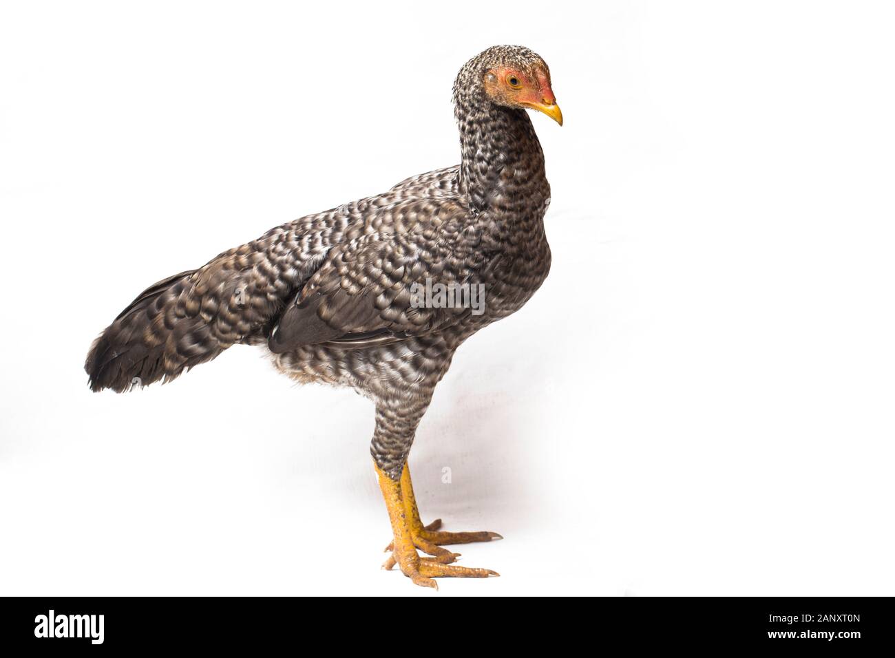 The Hen Ayam Kampong or Kampung is the chicken breed reported from ...