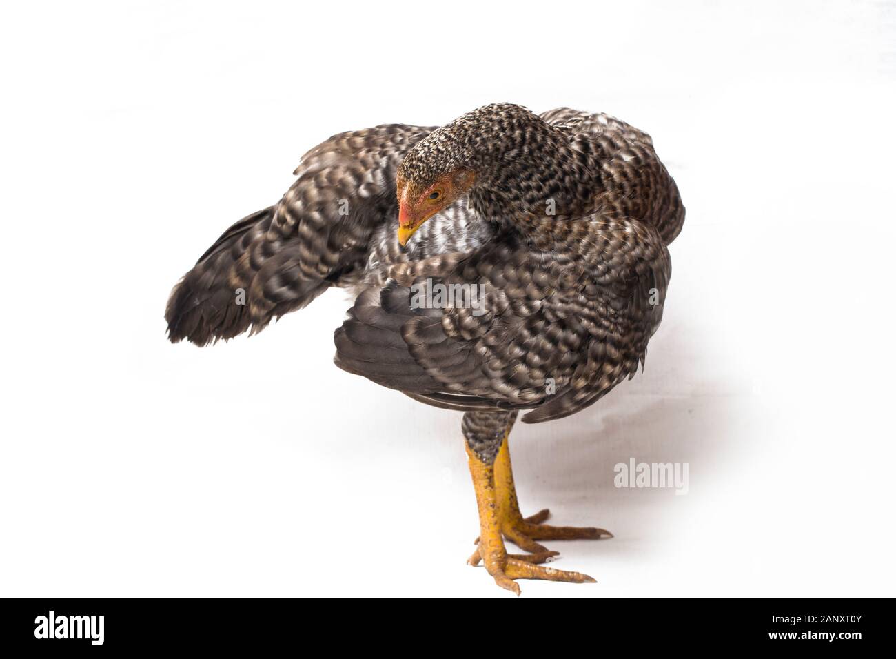 The Hen Ayam Kampong or Kampung is the chicken breed reported from ...