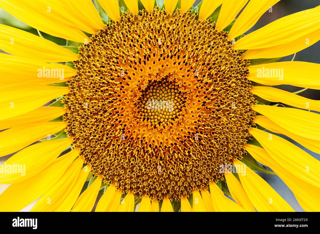 Macro close up details of golden yellow sunflower disk floret and ray ...
