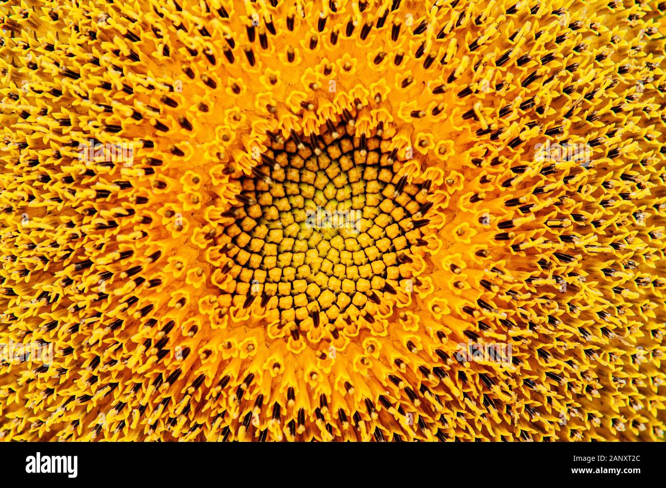 Macro close up details of golden yellow sunflower disk floret with ...