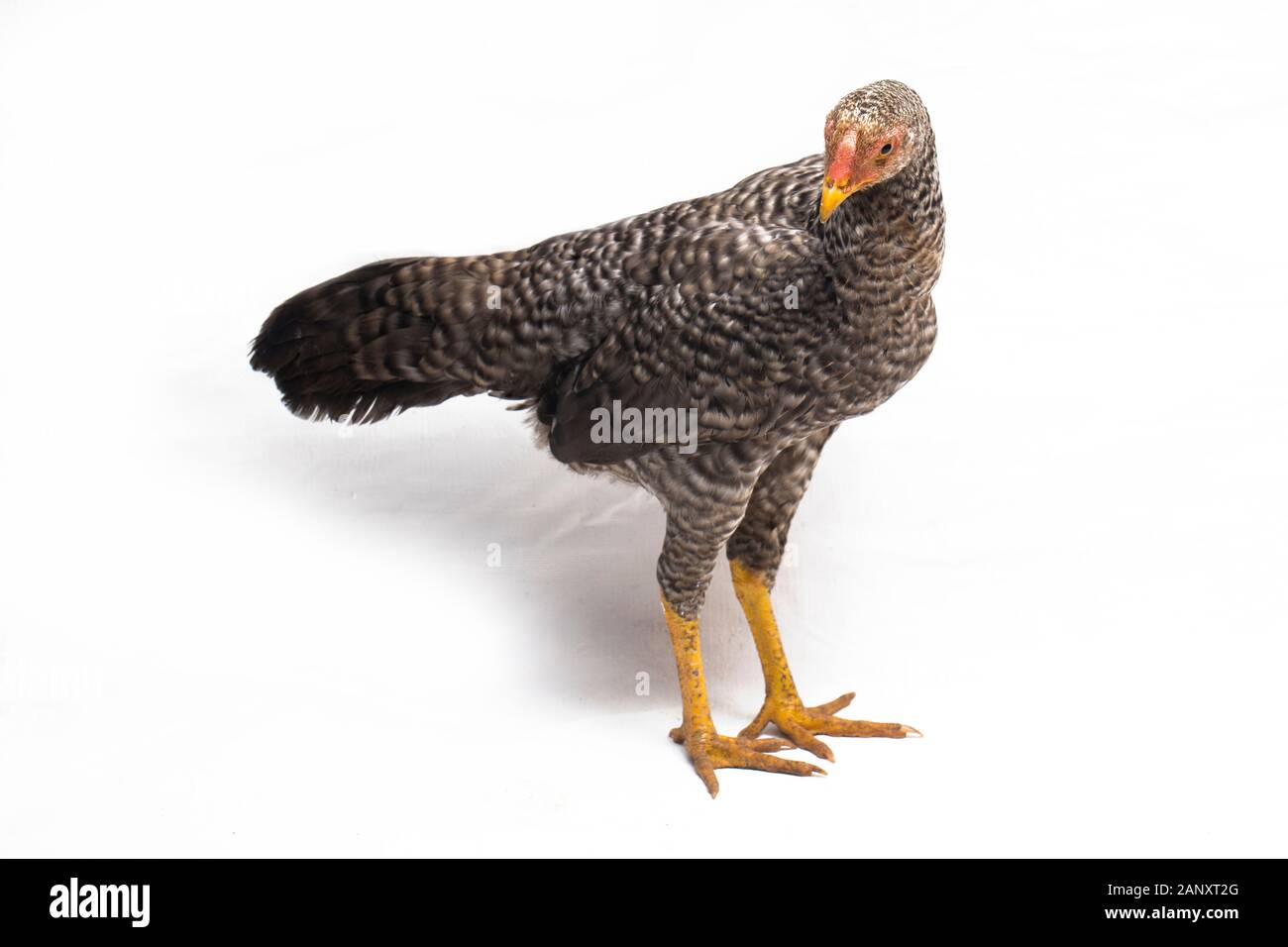 The Hen Ayam Kampong or Kampung is the chicken breed reported from ...