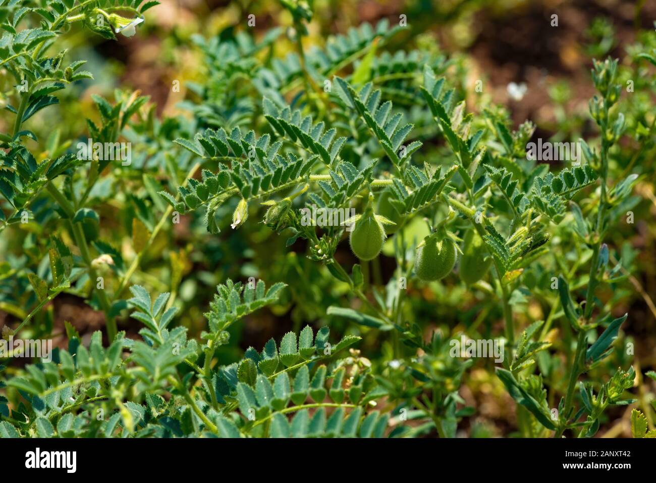 raw green fresh chickpeas plant. Heap of legume chickpea background ...