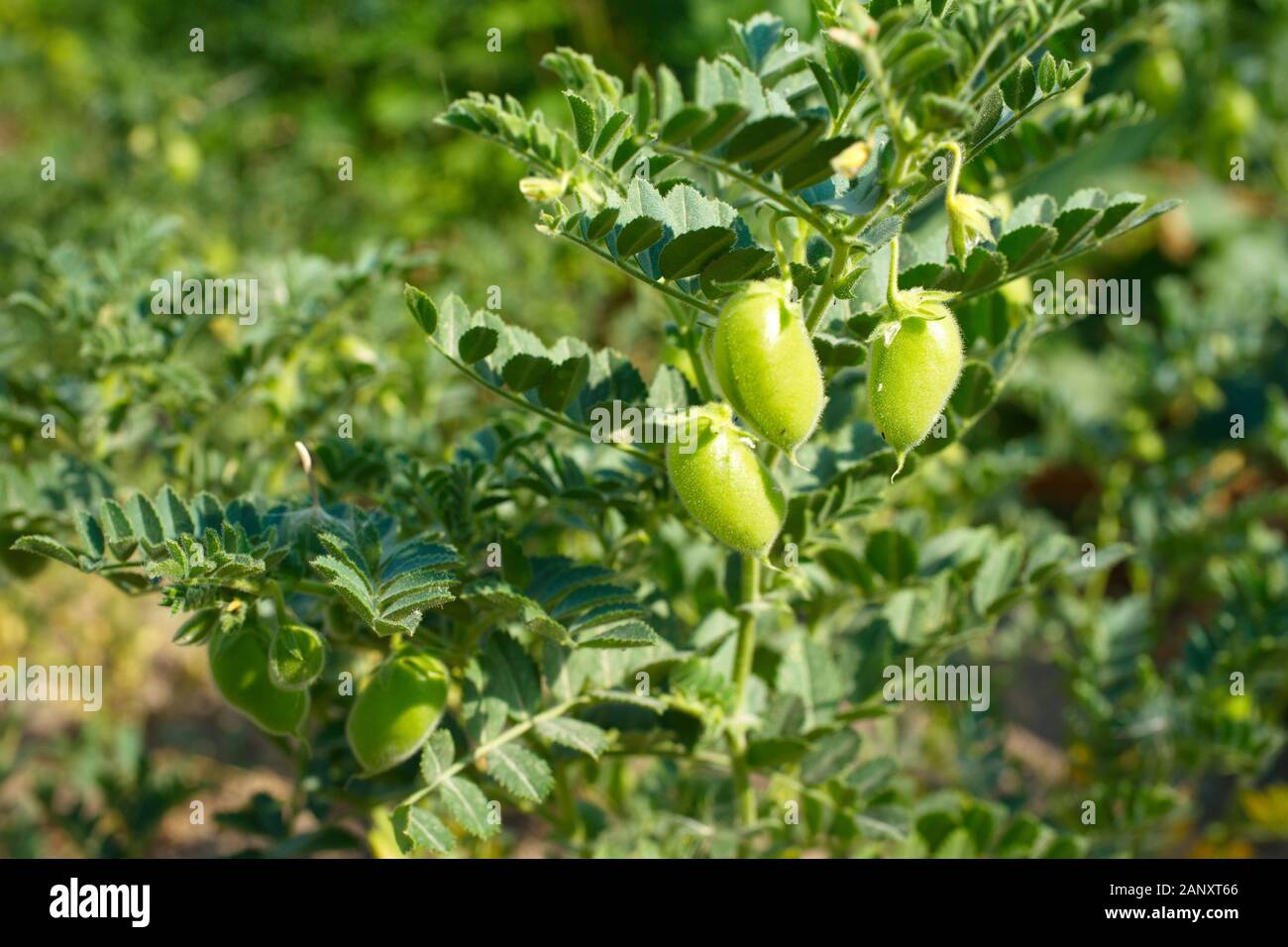 raw green fresh chickpeas plant. Heap of legume chickpea background ...