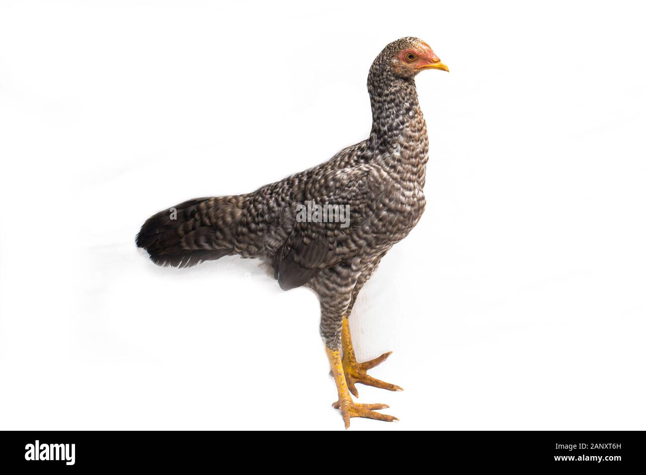 The Hen Ayam Kampong or Kampung is the chicken breed reported from ...