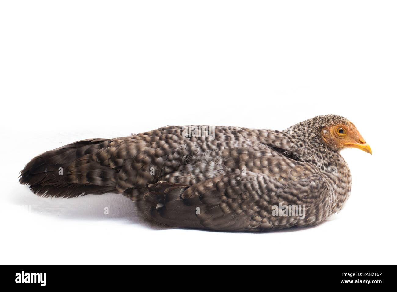 The Hen Ayam Kampong or Kampung is the chicken breed reported from ...