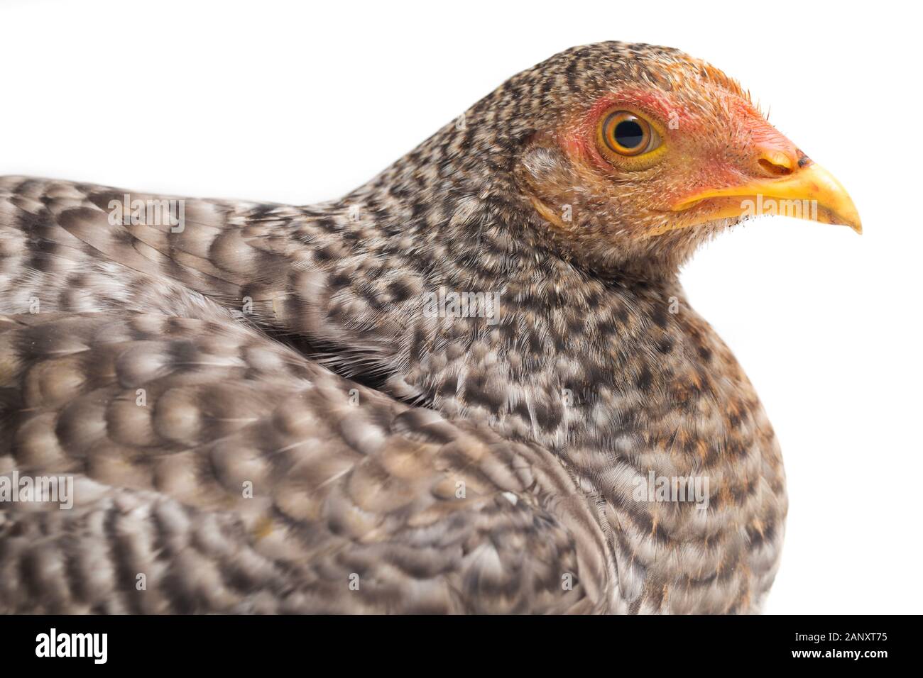 The Hen Ayam Kampong or Kampung is the chicken breed reported from ...