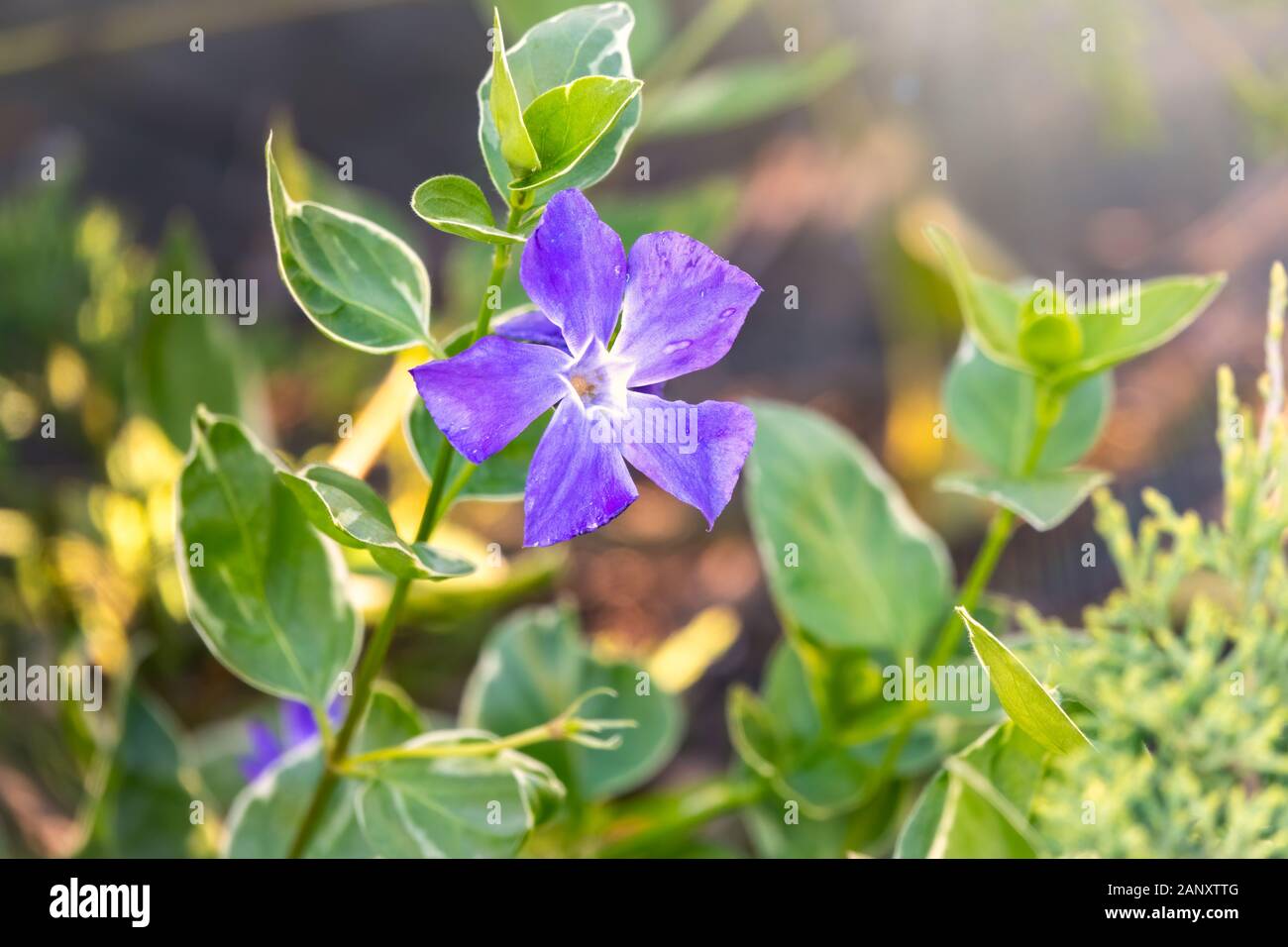 Blue periwinkle flower, Wild Vinca Periwinkle. Spring forest. Vinca ...