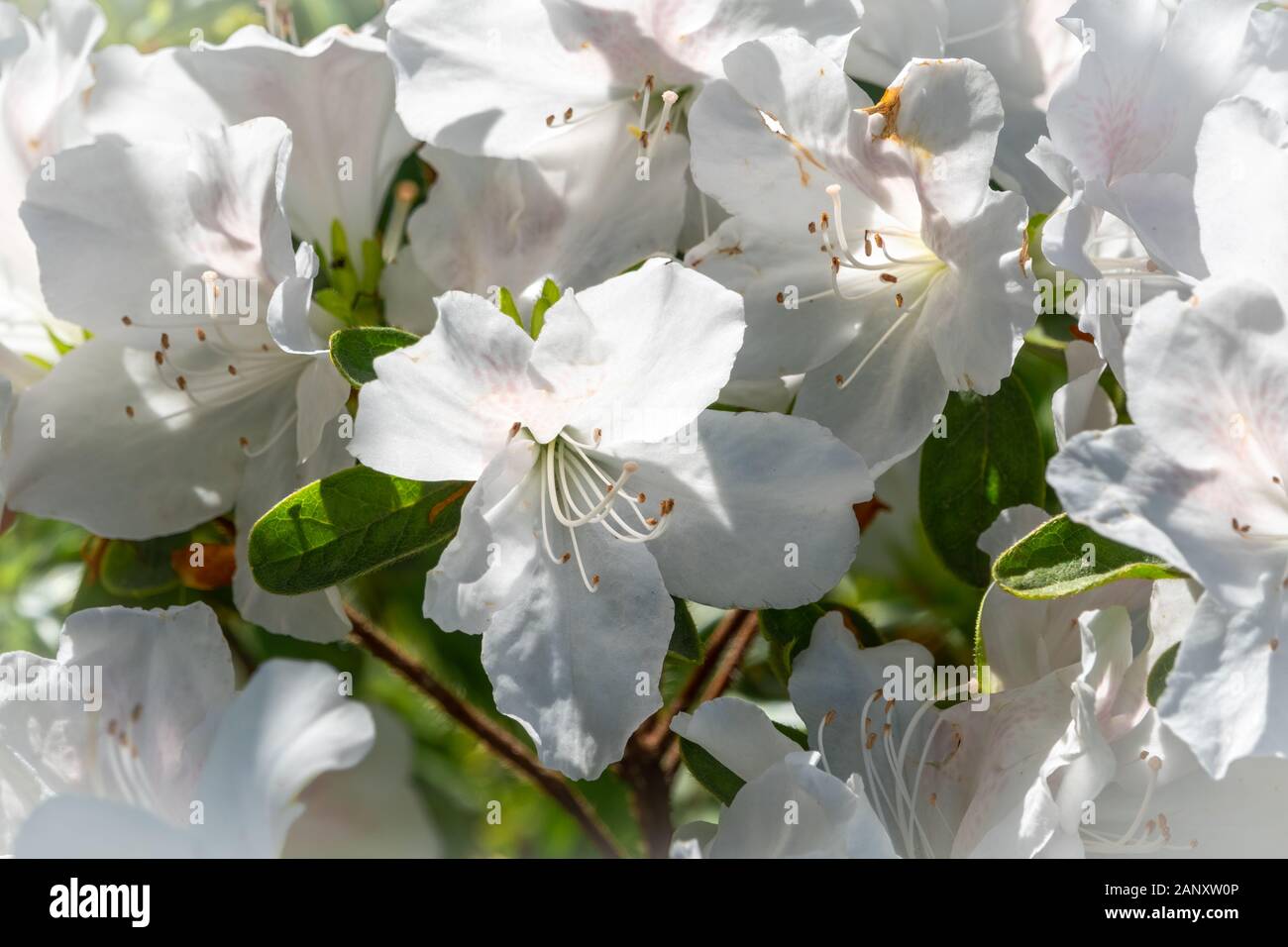 White Rhododendron Flowers. Close-up view to blooming white ...