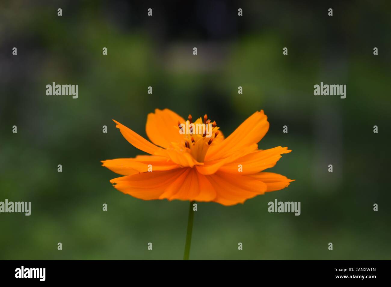 Cosmos can grow in hot sun and poor soil hi-res stock photography and ...