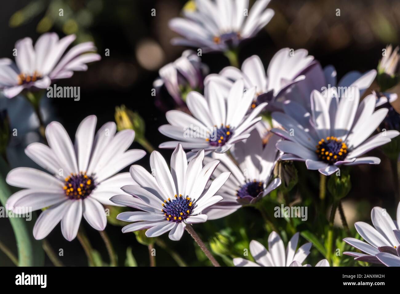 White garden flower Arctotis with blurry background. White gousblom, or ...