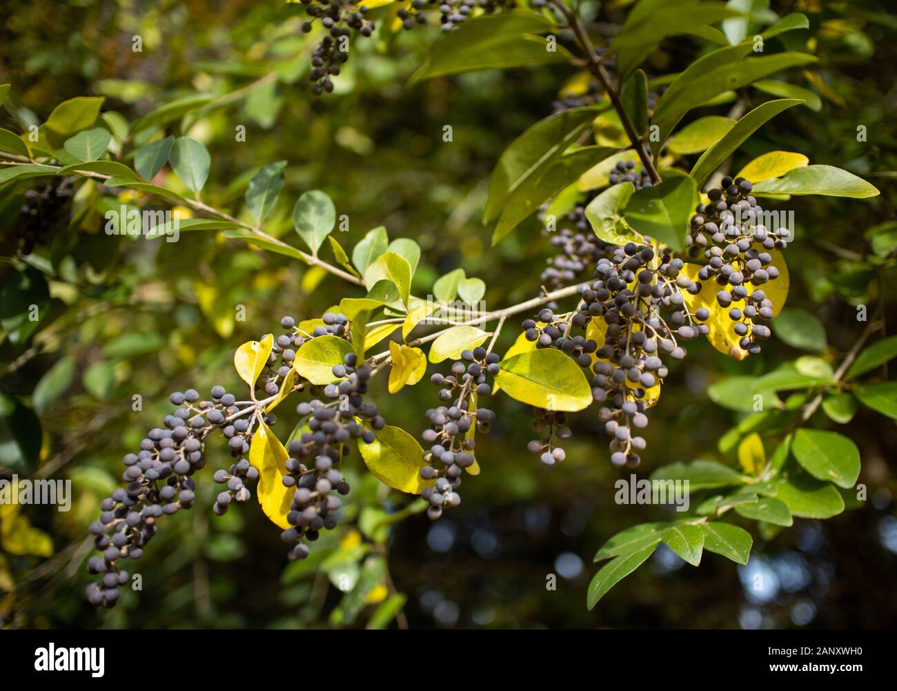 American Olive (Cartrema americanus) - Hall County, Georgia. American ...