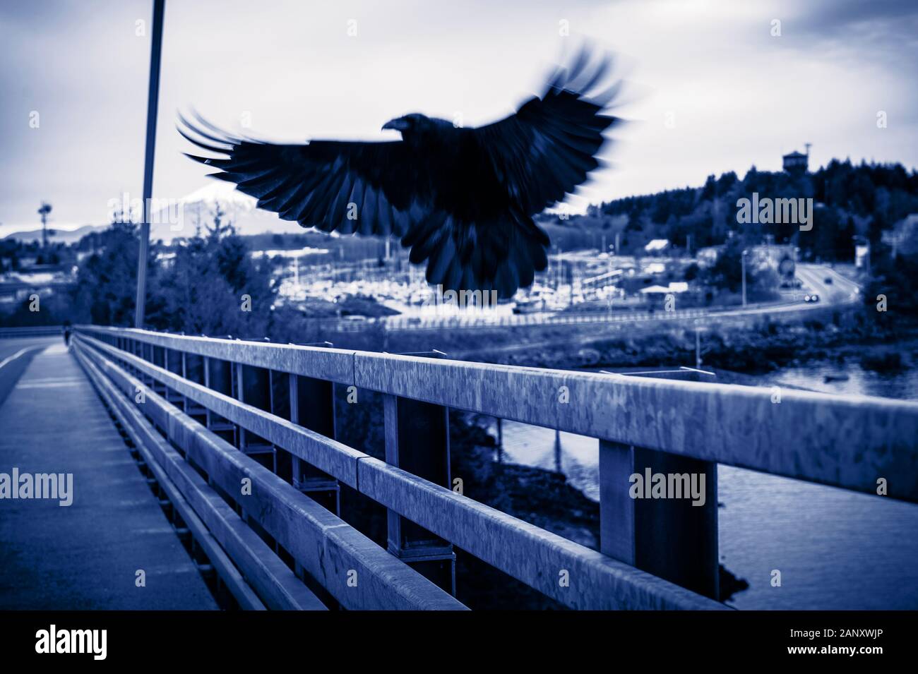 Raven, Corvus corax, landing on bridge railing. Mount Edgecumbe and ...
