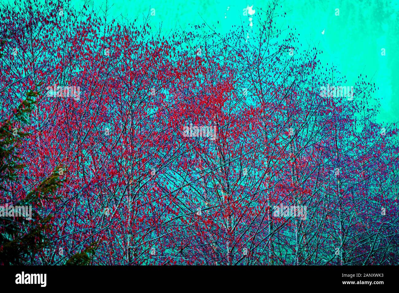 Strange Tree High Resolution Stock Photography and Images - Alamy