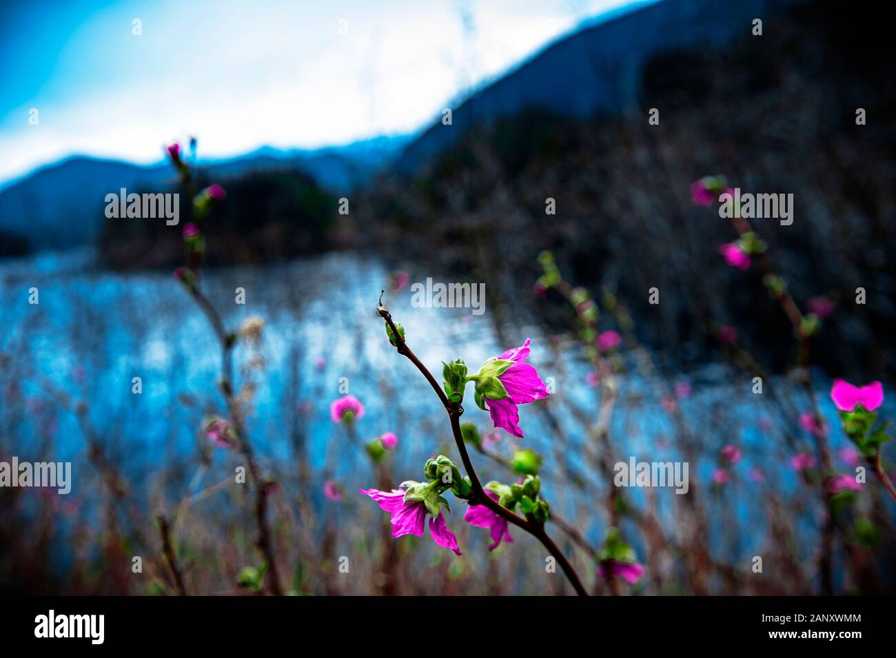 Wild Sitka Rose, Rosa rugosa, beside the shoreline of Herring Cove near ...