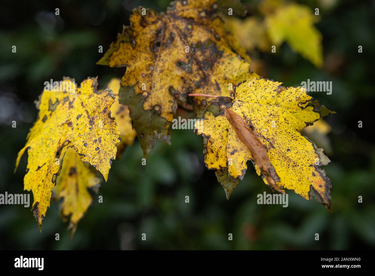 Sycamore Maple (Acer pseudoplatanus) - Hall County, Georgia. Fall ...