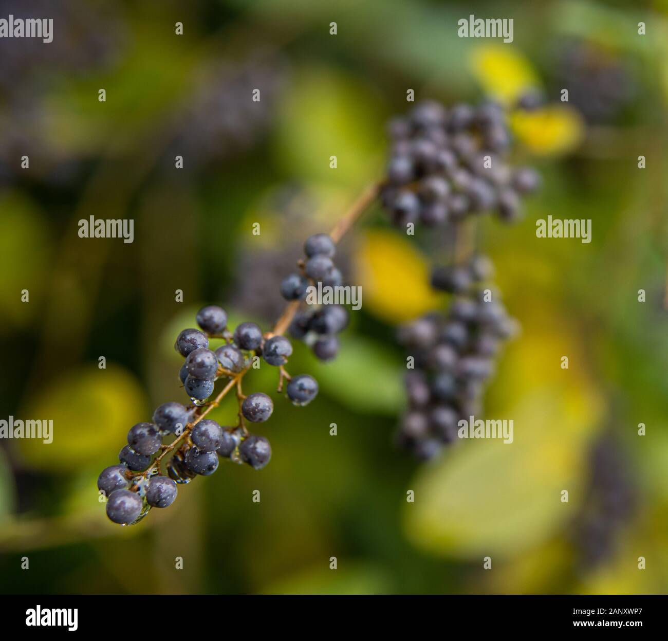 Devilwood plant hi-res stock photography and images - Alamy