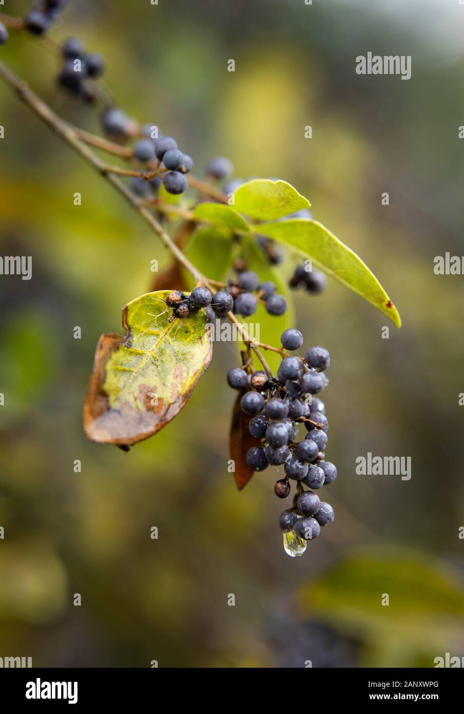 Wild olive tree hi-res stock photography and images - Alamy