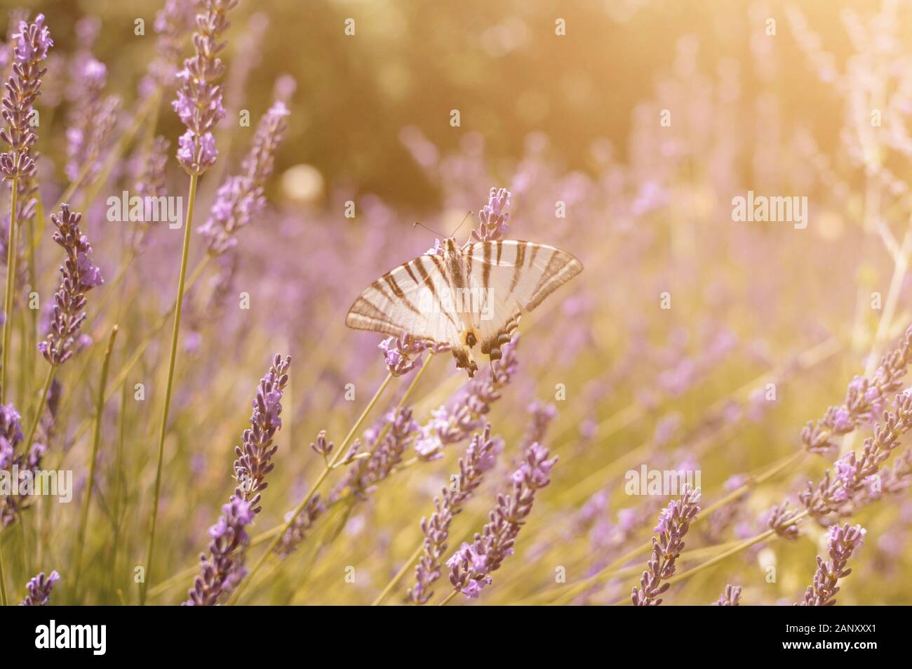 Butterfly sitting on lavender. Beautiful purple lavender field Stock ...